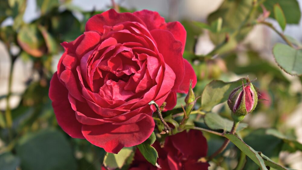 A rózsa ültetése és szaporítása 🌿 Növénymánia