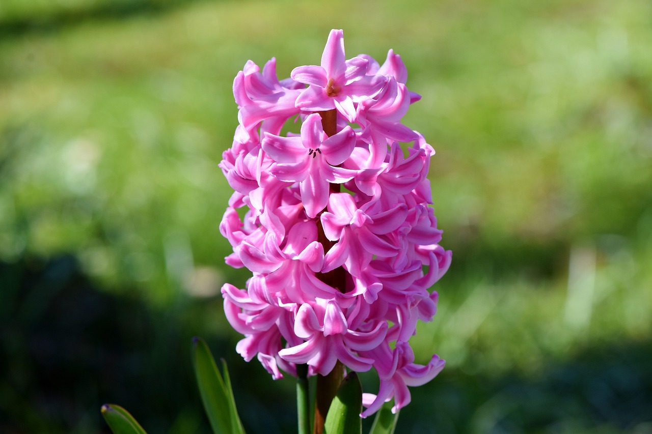A kerti jácint (Hyacinthus orientalis) gondozása 🌿 Növénymánia