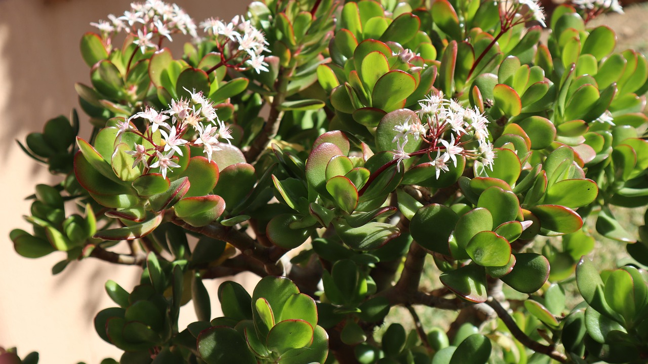 A majomfa (Crassula ovata) betegségei és kártevői 🌿 Növénymánia