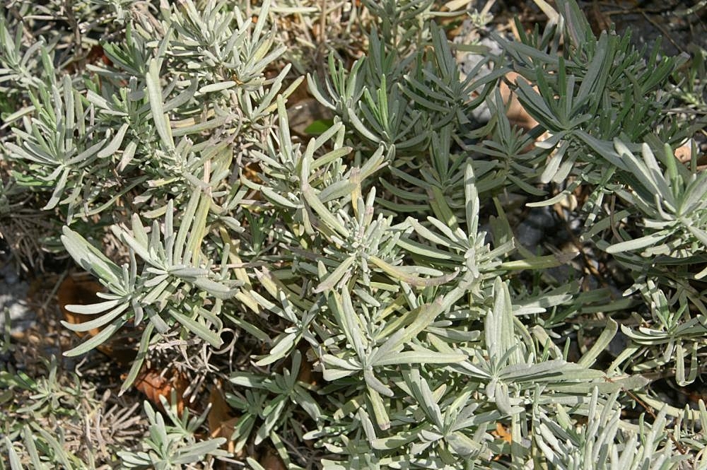 Az angol levendula betegségei és kártevői 🌿 Növénymánia