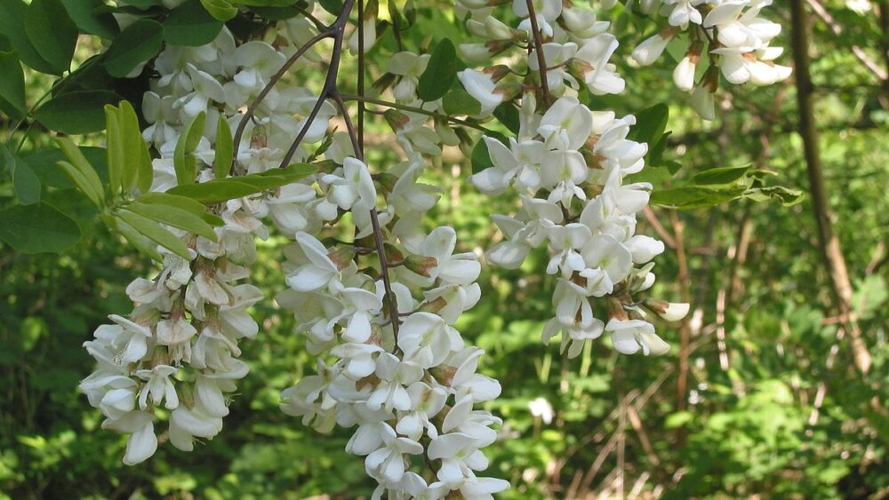 A fehér akác metszése és visszavágása 🌿 Növénymánia