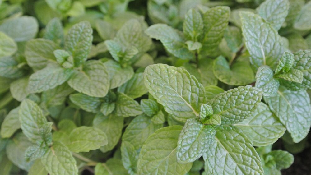 A fodormenta gondozása 🌿 Növénymánia